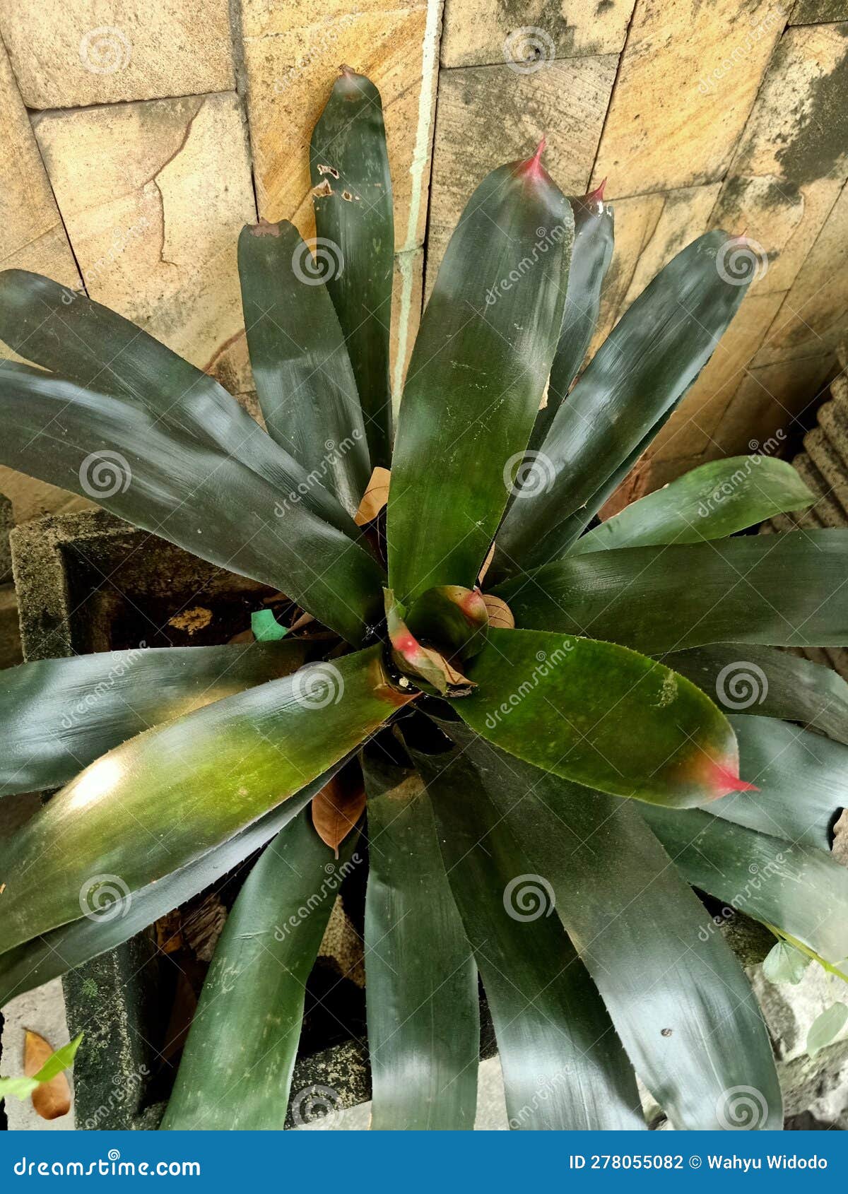 Close Up of Blushing Bromeliad Plant Stock Photo - Image of petal ...