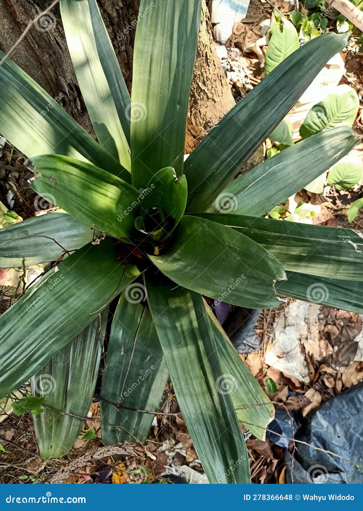 Close Up of Blushing Bromeliad Plant Stock Photo - Image of petal ...
