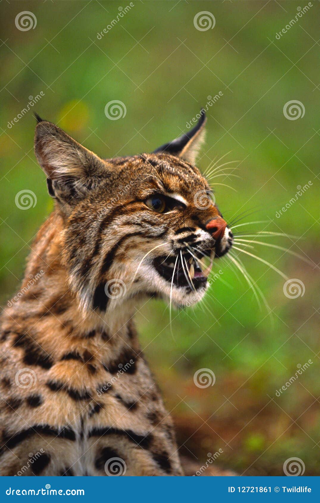 Close Up of a Bobcat Snarling Stock Image - Image of wildlife, close ...