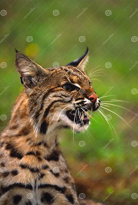 Close Up of a Bobcat Snarling Stock Image - Image of wildlife, close ...