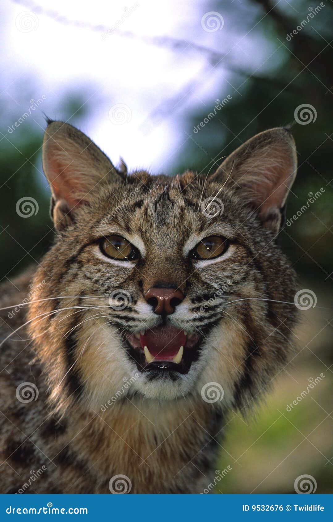 Close Up of a Bobcat Snarling Stock Photo - Image of wildlife, close ...