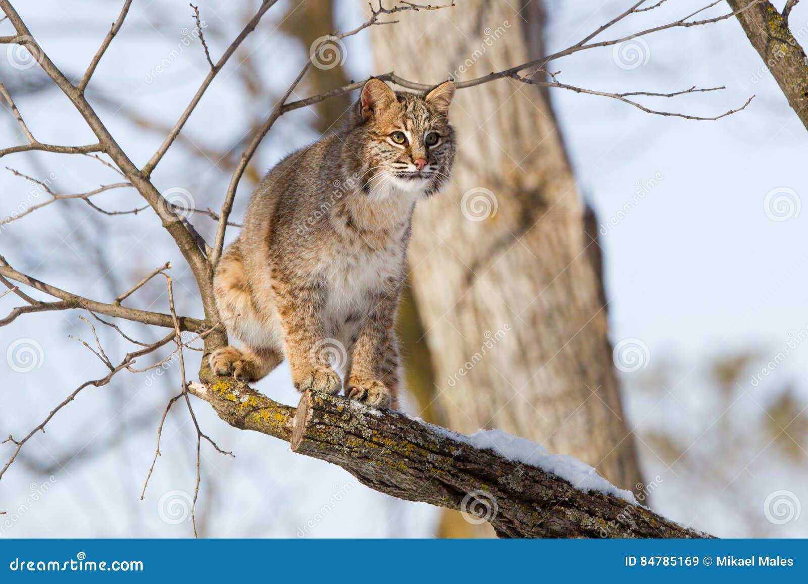 Close-up of bobcat in tree stock image. Image of states - 84785169