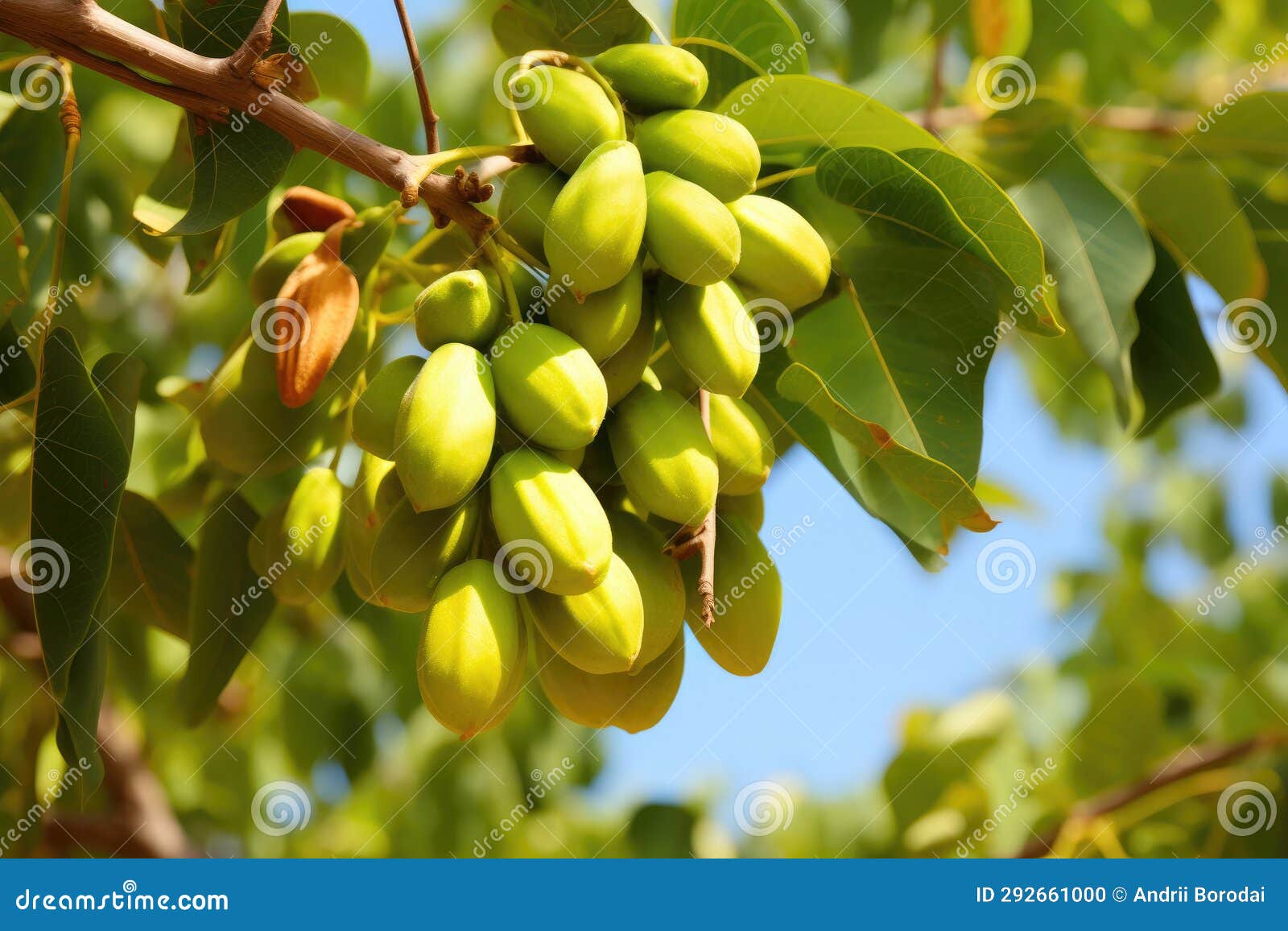 Close-Up of Bodhi Tree Fruits. Stock Illustration - Illustration of ...