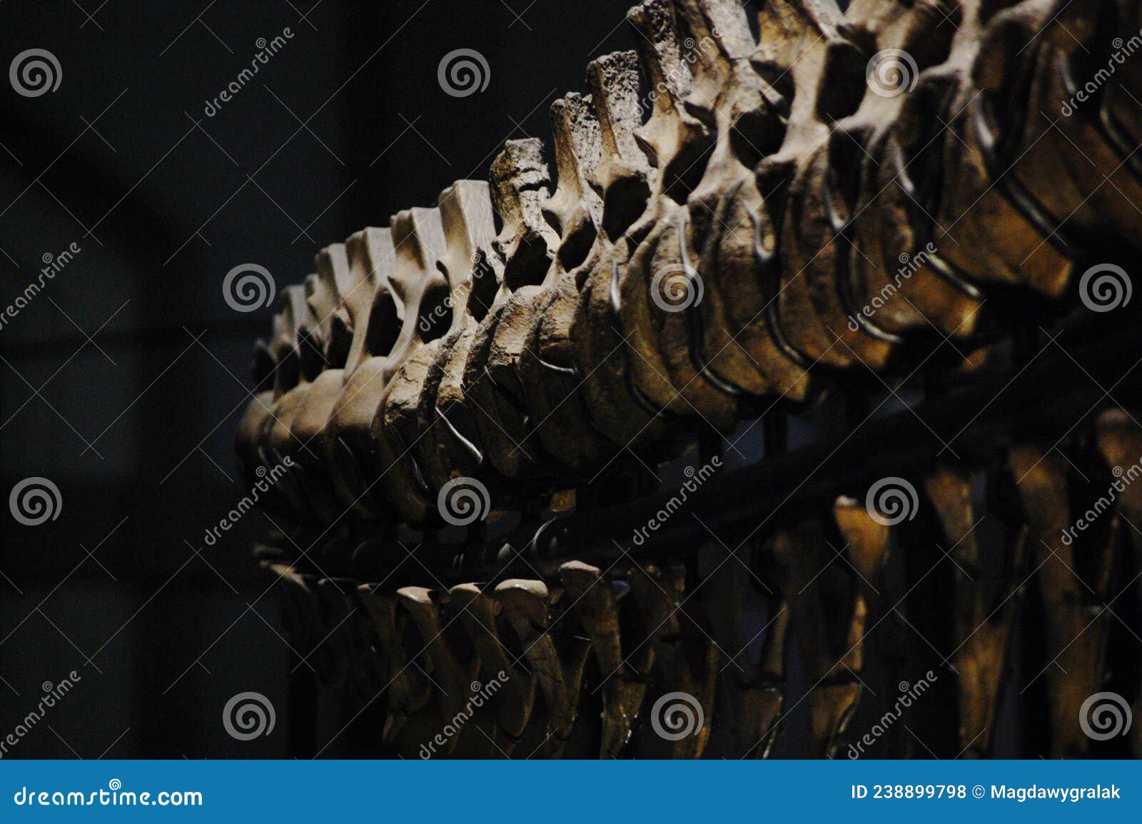 Close-up of Bones of a Dinosaur Editorial Stock Photo - Image of ...