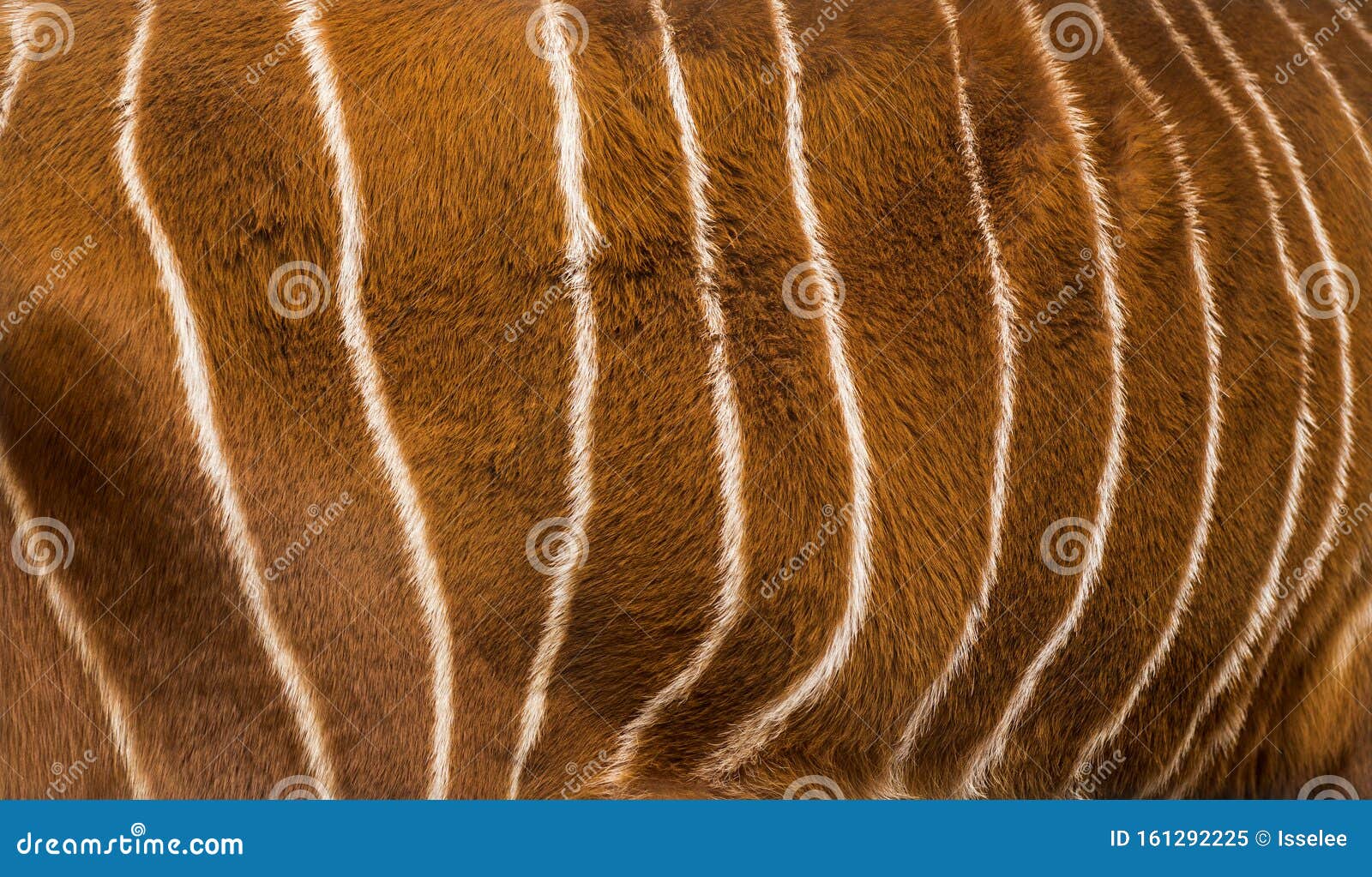 Bongo, Tragelaphus Eurycerus - The Largest Forest Antelope Royalty-Free ...