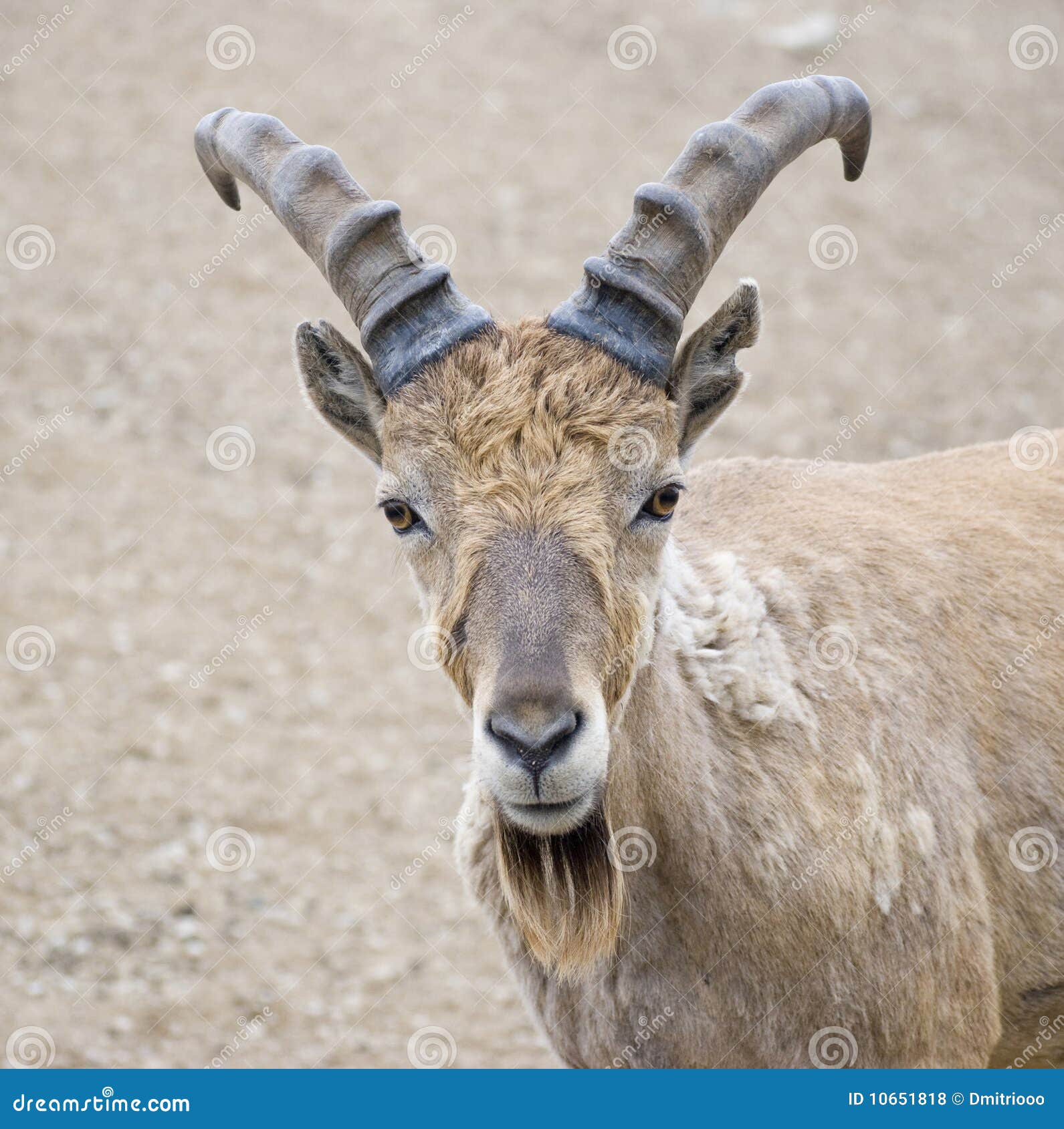 Close Up Bonito De Uma Cabra. Foto de Stock - Imagem de boca, fazenda ...