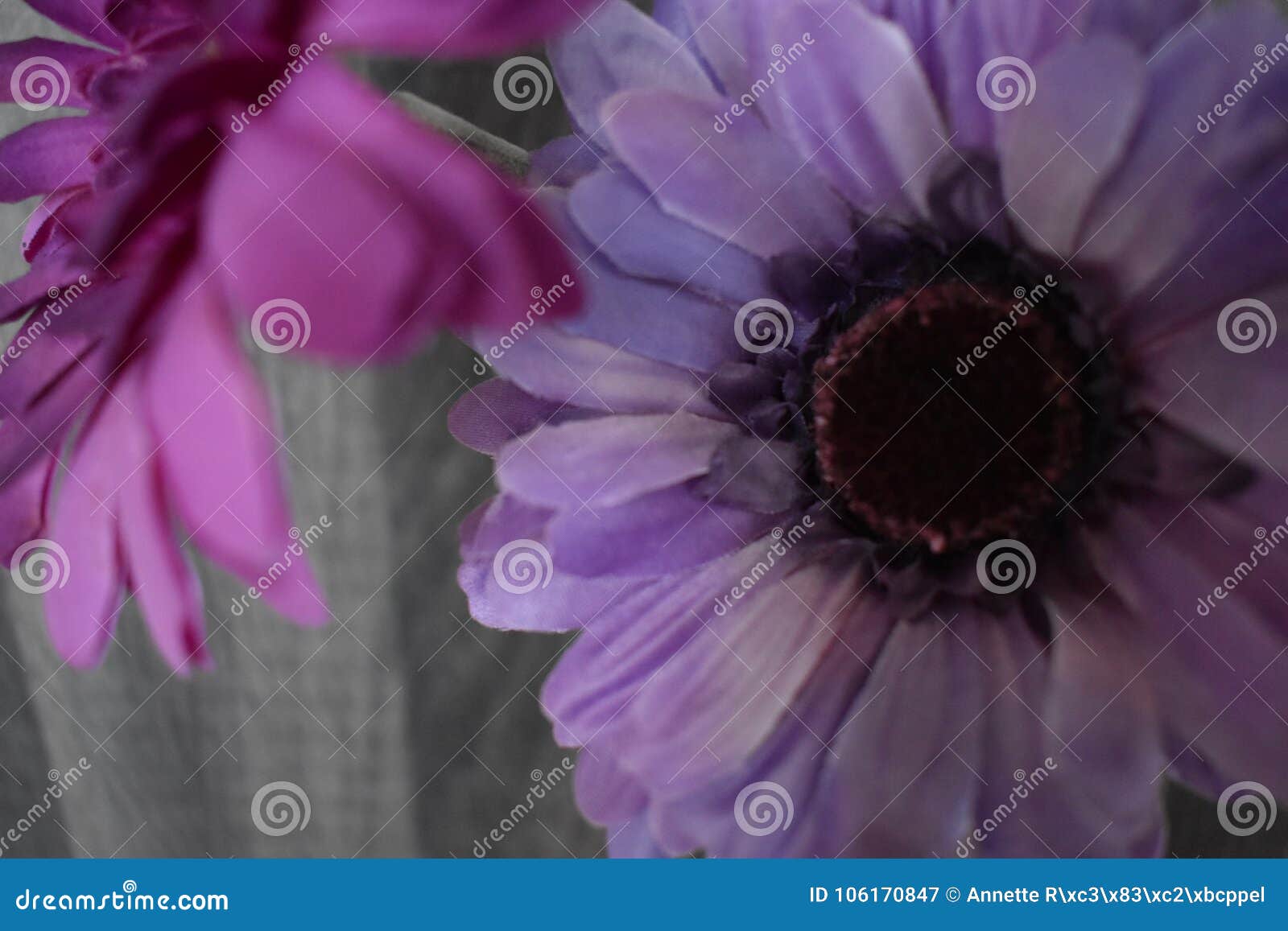 Close Up Bonito De Uma Flor Cor-de-rosa E Violeta Da Flor Imagem de ...
