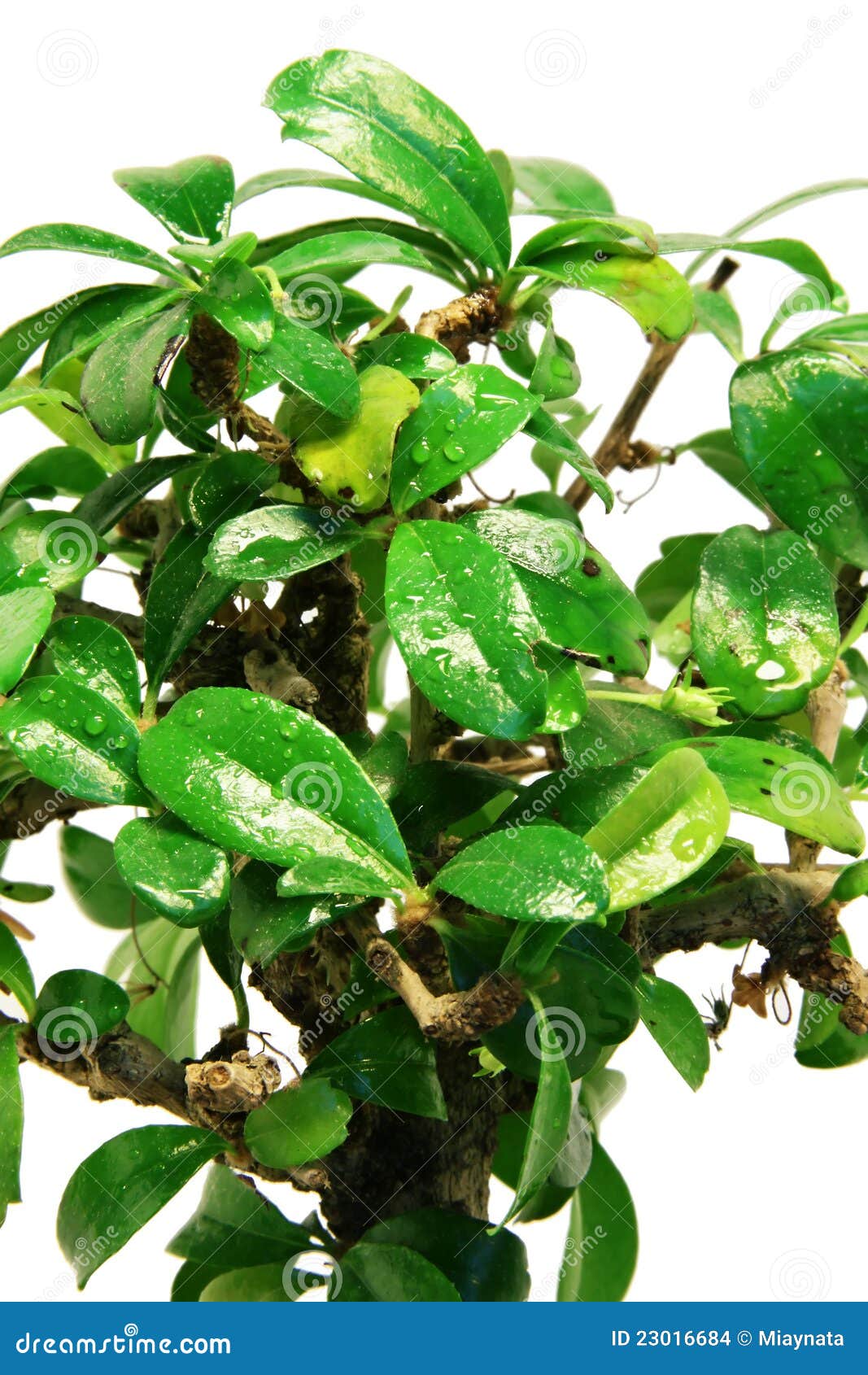 Close-up bonsai tree stock photo. Image of bonsai, chinese - 23016684