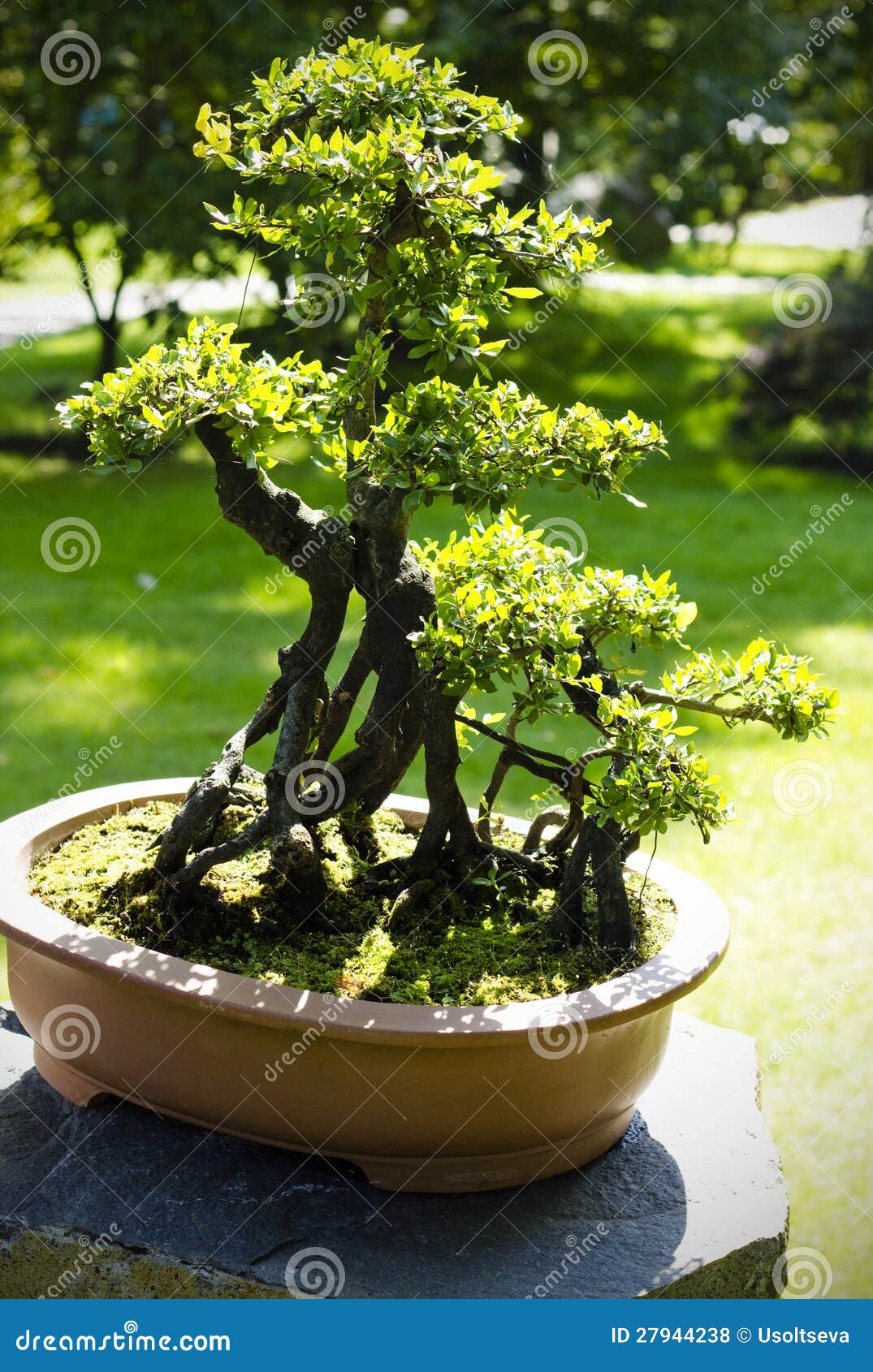 Close up of a bonsai tree stock photo. Image of plant - 27944238