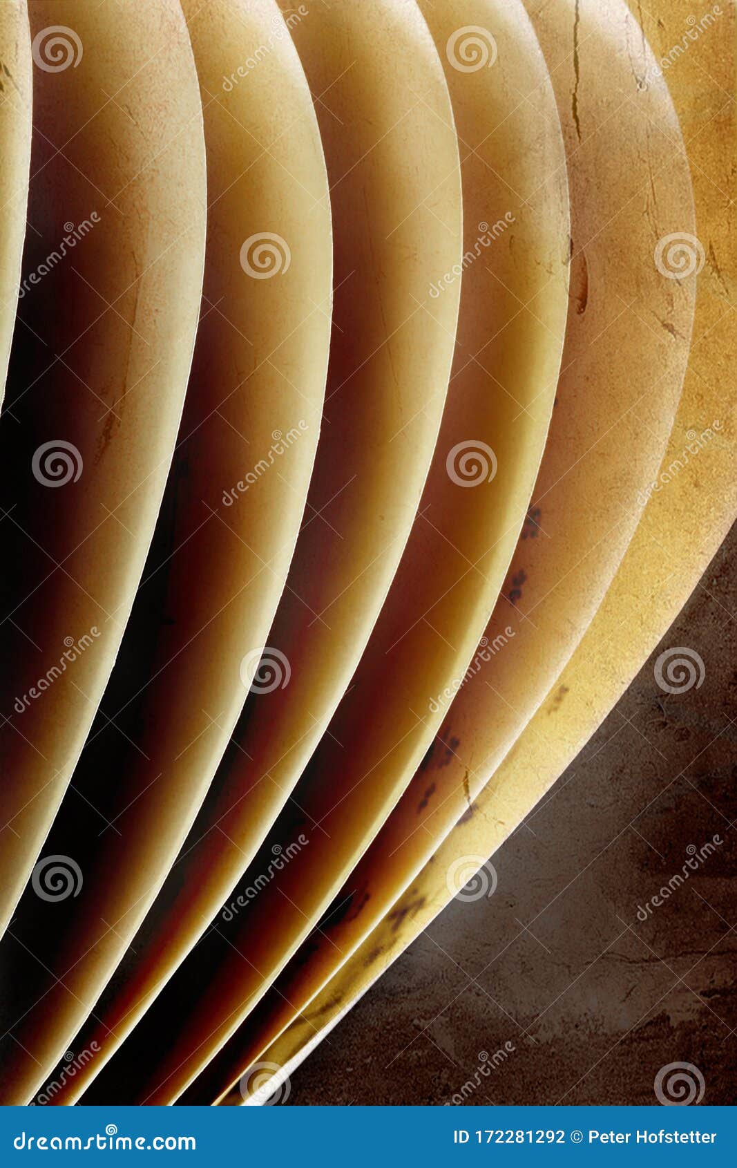 Close-up of Book Pages and Spine. Open Book Pages Flipped through Stock ...