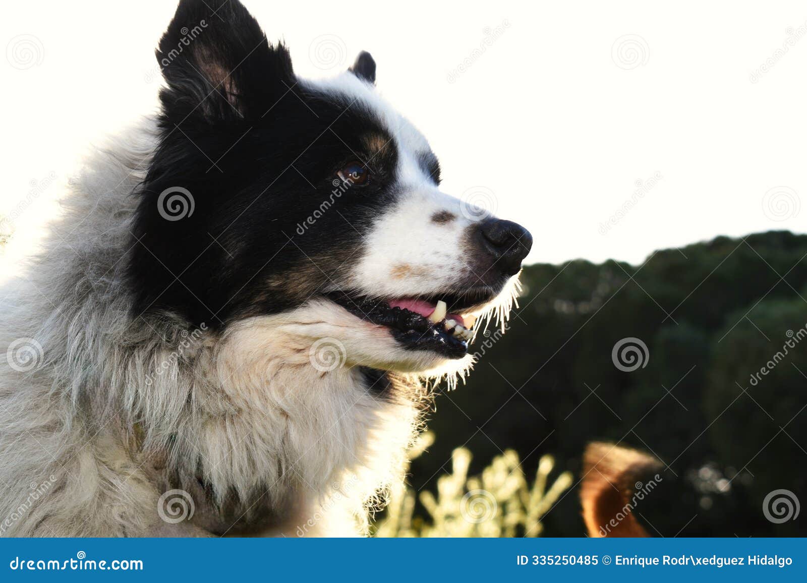 Close-up Border Colie Black and White Stock Image - Image of domestic ...