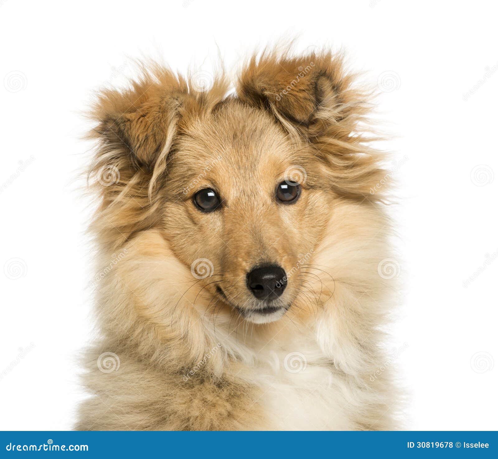 Close-up of Border Collie, Looking at the Camera Stock Photo - Image of ...