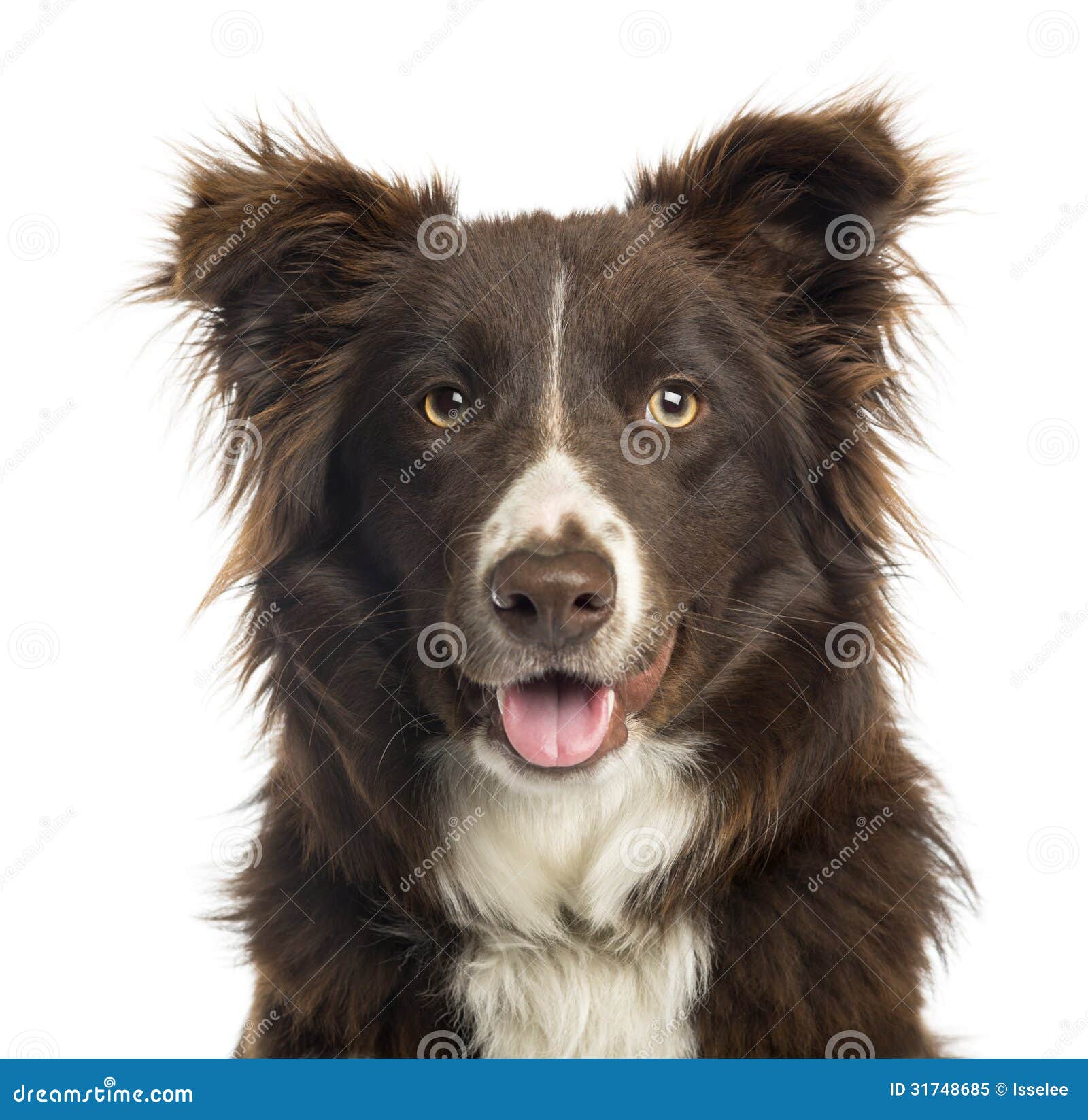 Border Collie Dog Leaning With His Forepaws On A Tree Stock Image ...