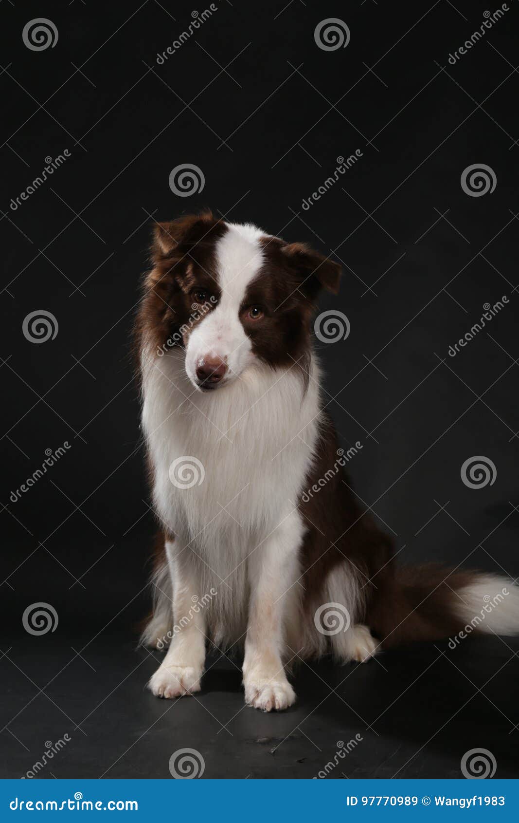Close-up of a Border Collie Stock Image - Image of canine, close: 97770989