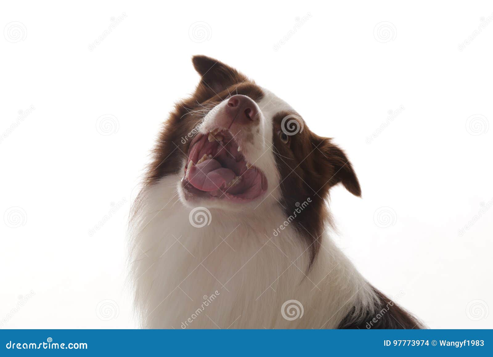 Close-up of a Border Collie Stock Photo - Image of head, people: 97773974