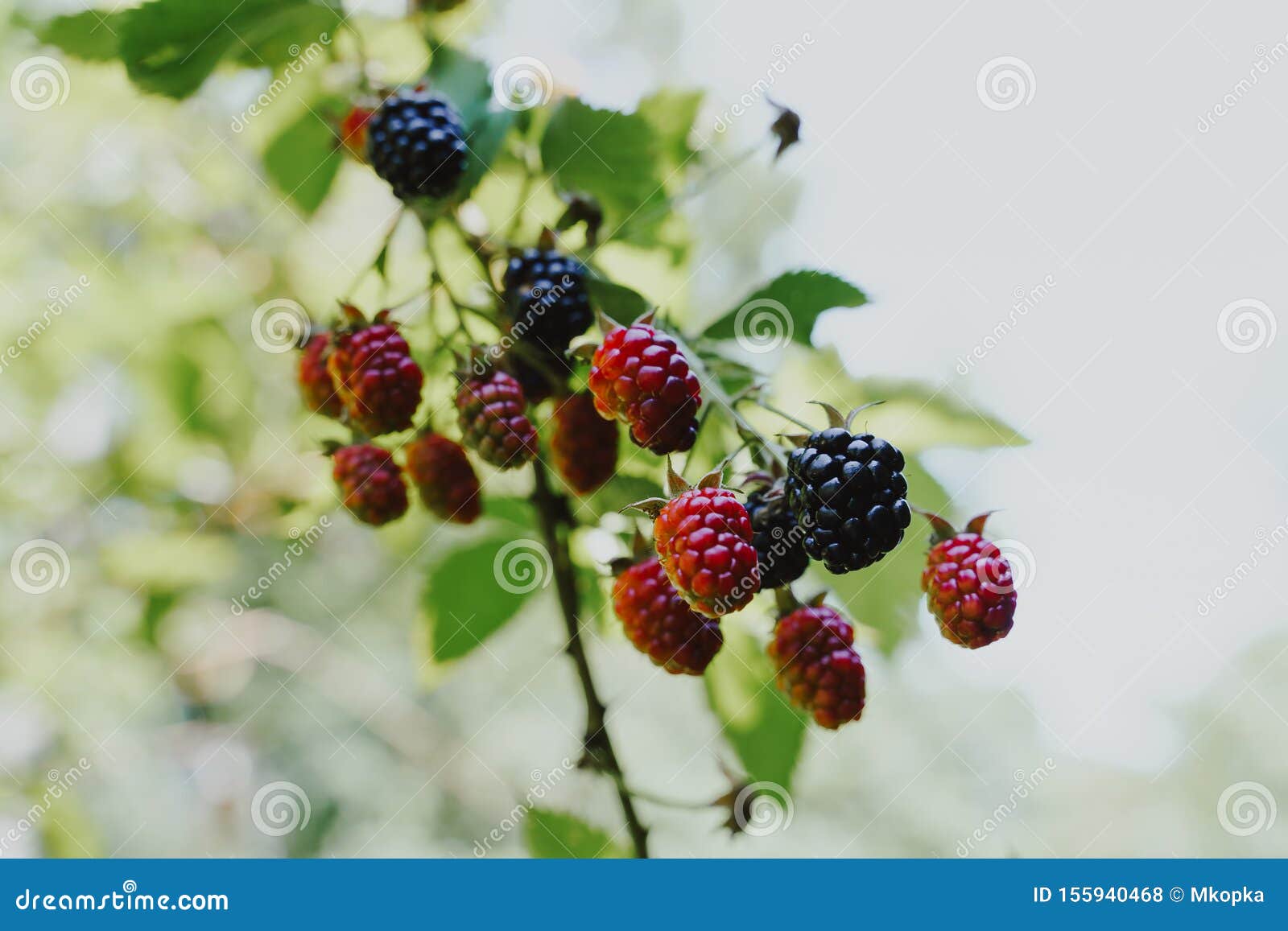 Close Up of Both Ripe and Unriped Blackberries on a Vine. Copyspace ...