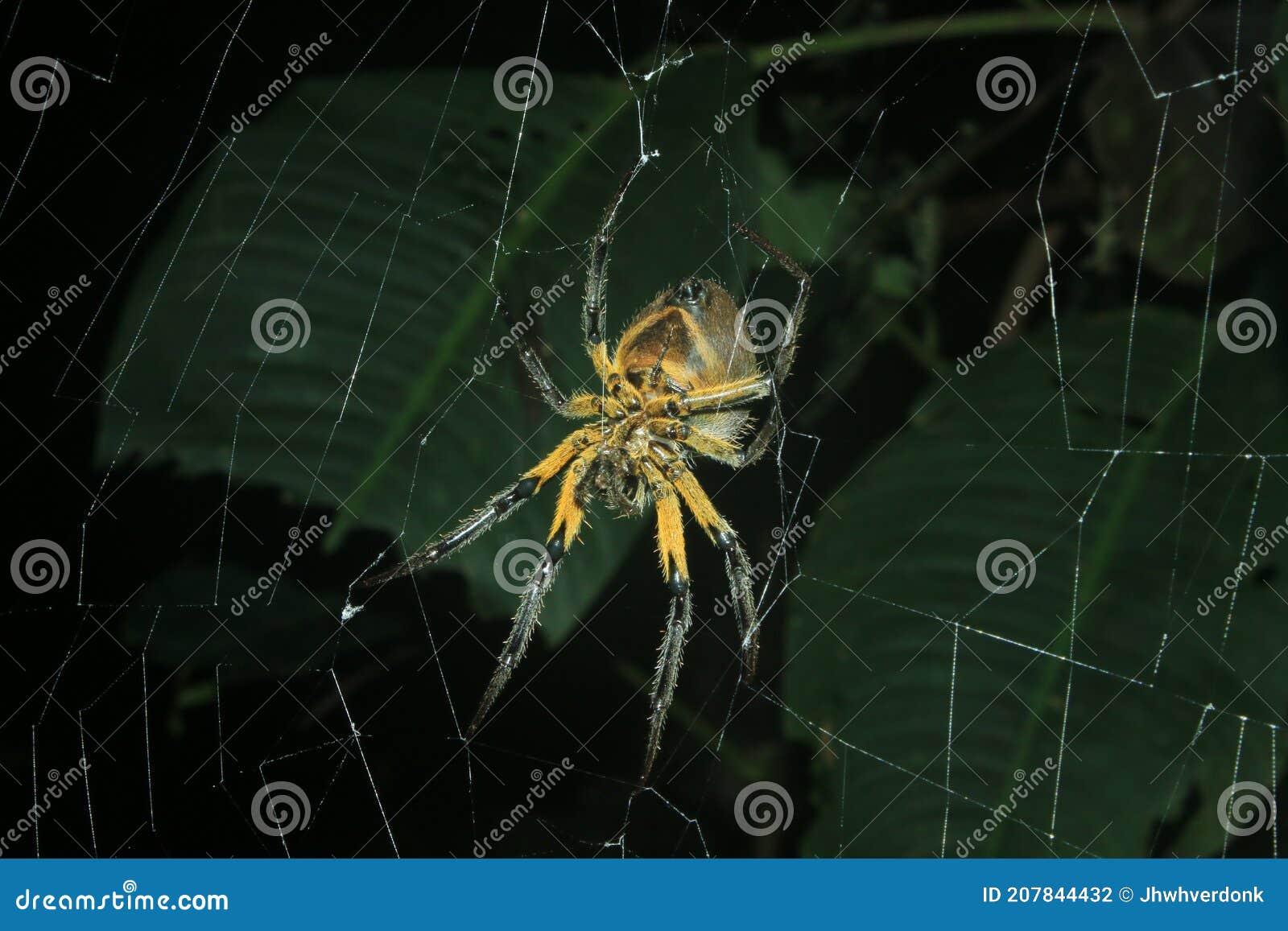 Close Up of the Bottom Side from a Spider in a Shiny Spiderweb with the ...