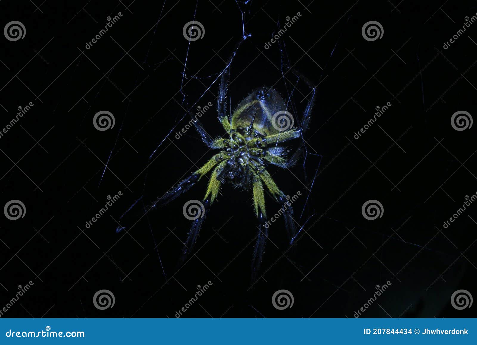 Close Up of the Bottom Side from a Spider in a Shiny Spiderweb with the ...