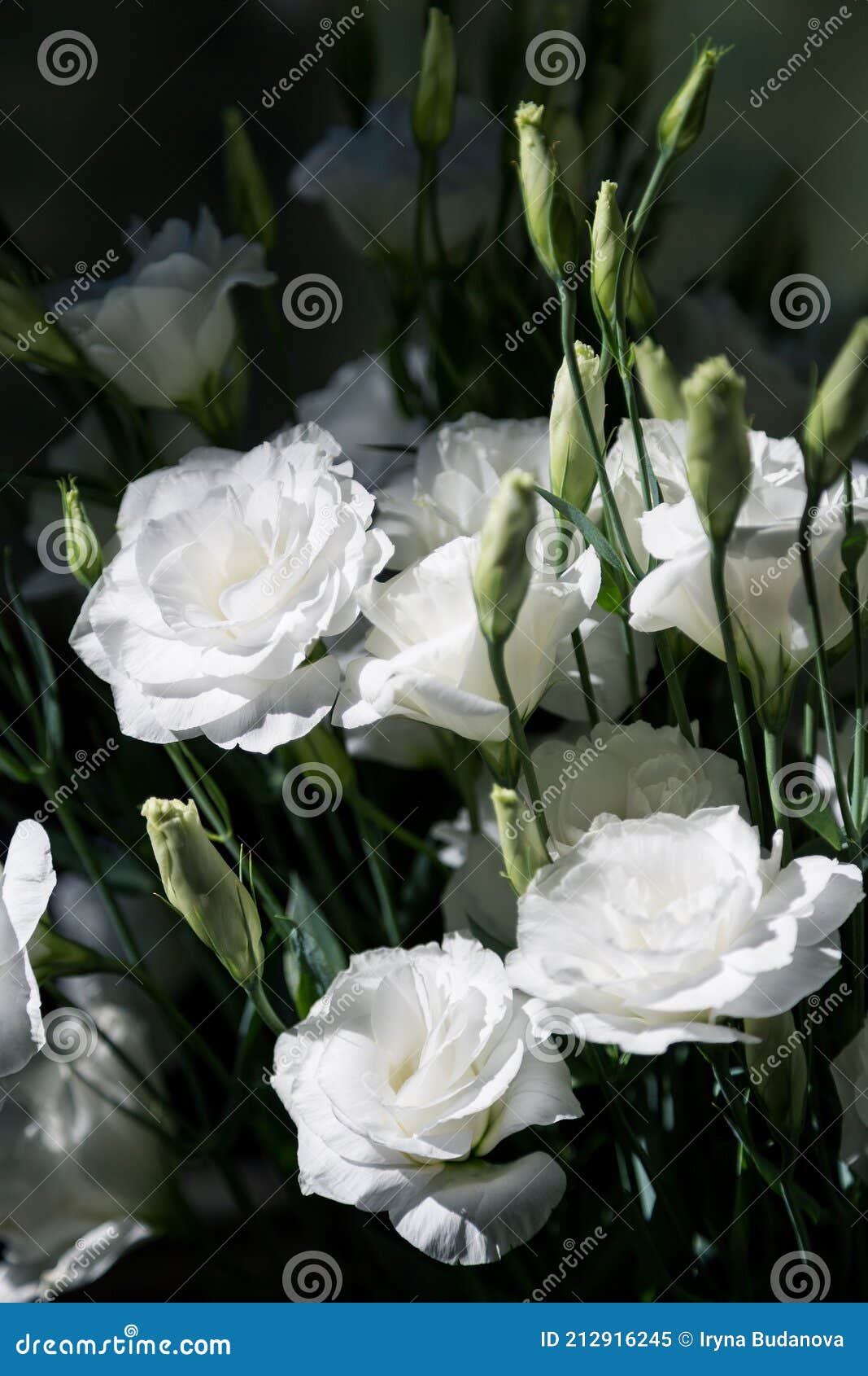 Close Up of a Bouquet of Fresh White Eustoma on a Blur Dark Background ...