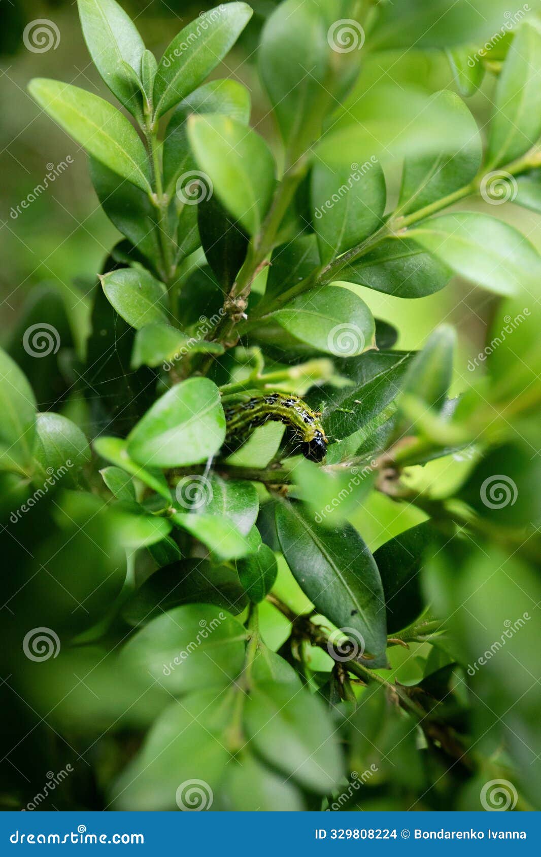 Close-up of Box Tree Moth Caterpillar or Cydalima Perspectalis on Buxus ...