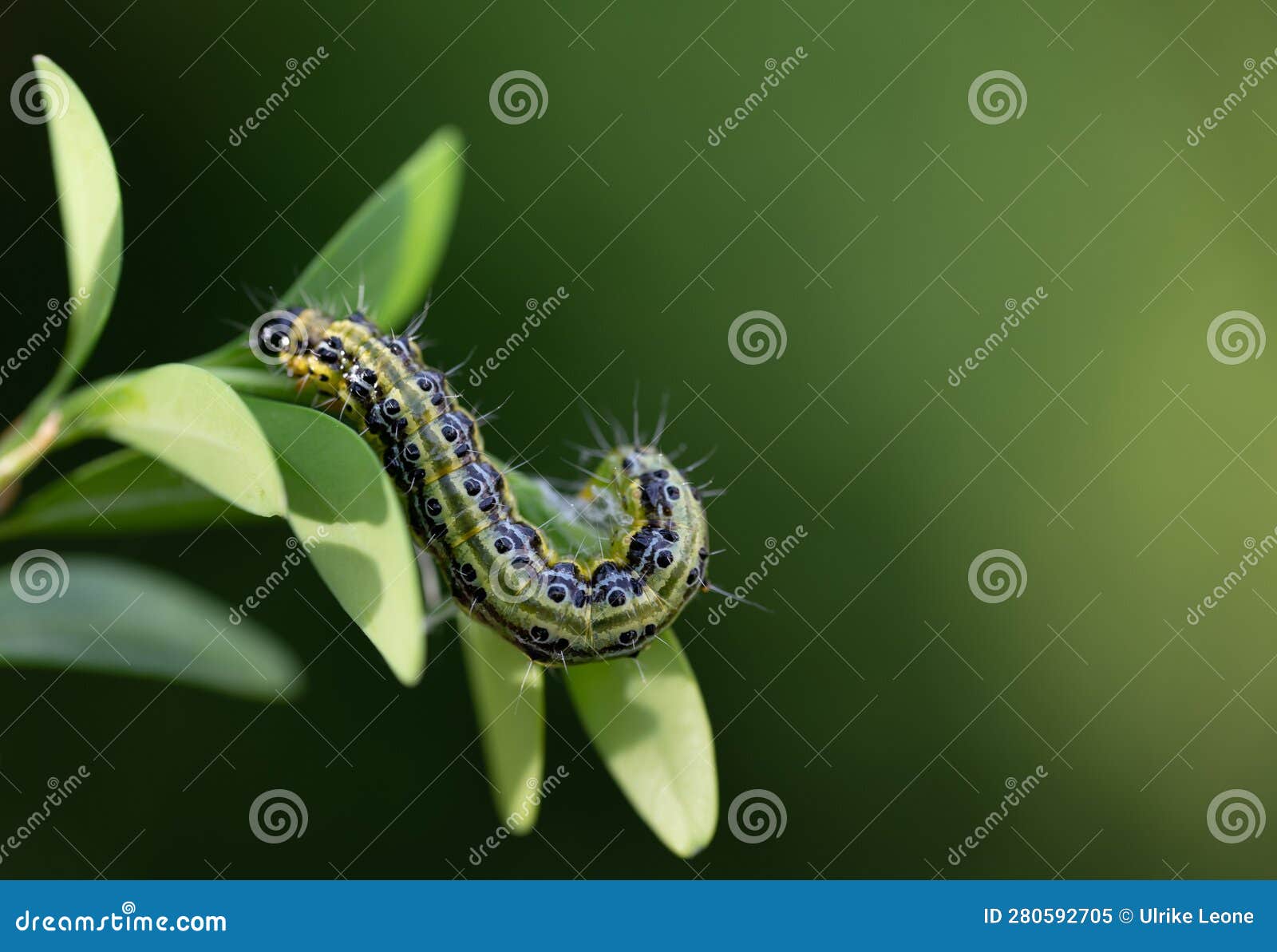 Close-up of a Box Tree Moth Hanging from the Leaves of a Box Tree. the ...