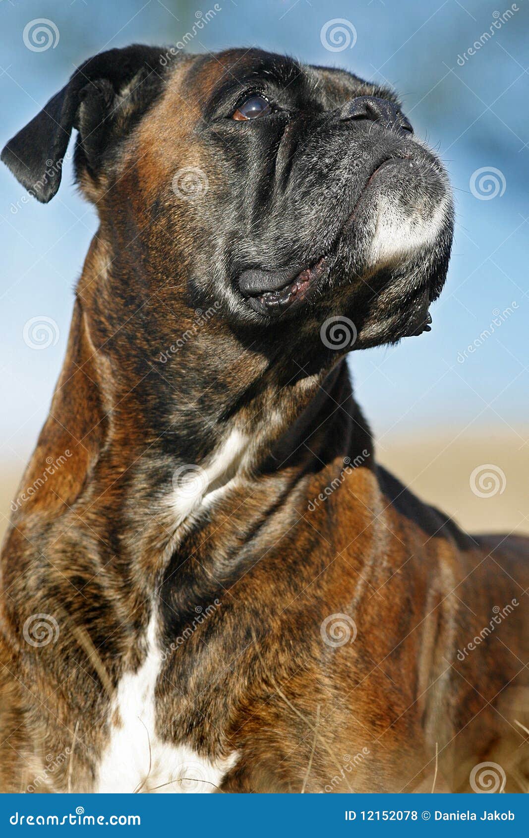 Close-up of a Boxer stock photo. Image of ears, concentrated - 12152078