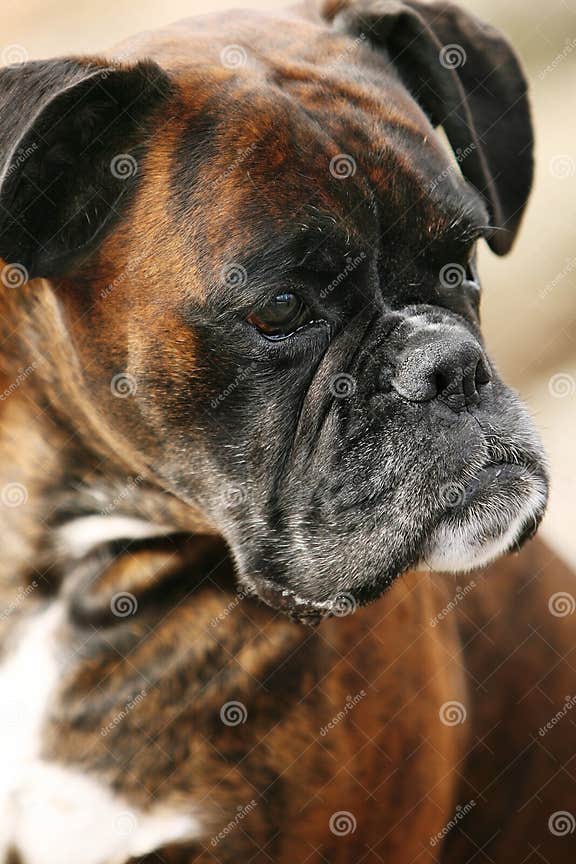 Close-up of a Boxer stock photo. Image of female, nose - 12152674