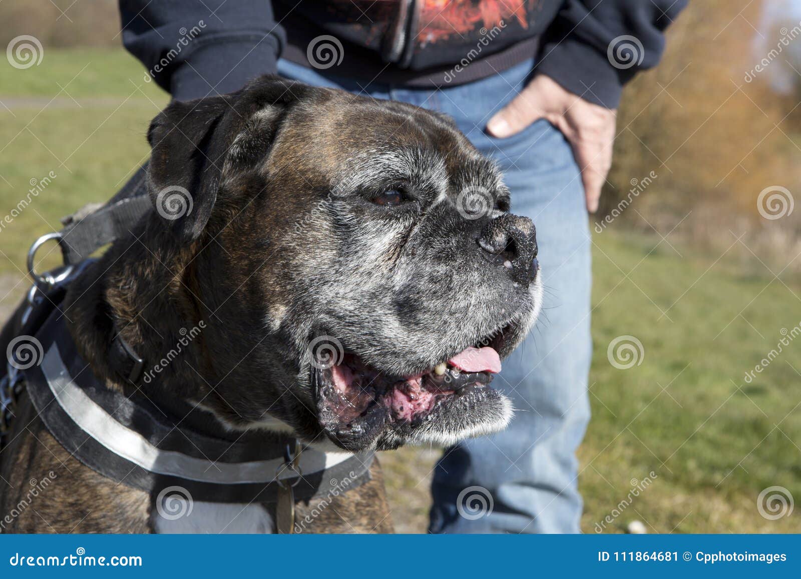 Close up of Boxer dog head stock image. Image of purebred - 111864681