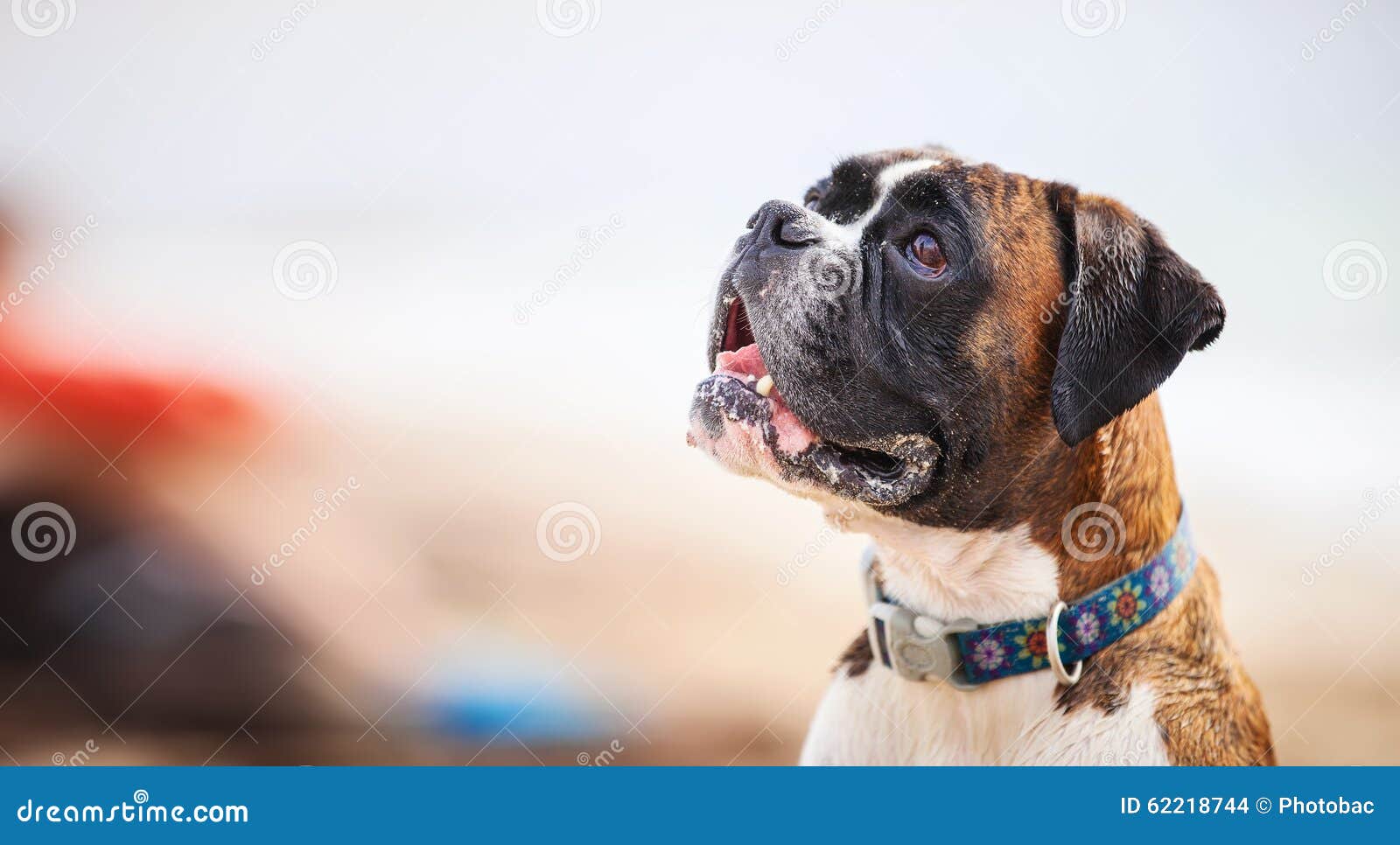 Close up boxer dog. stock photo. Image of breed, cute - 62218744