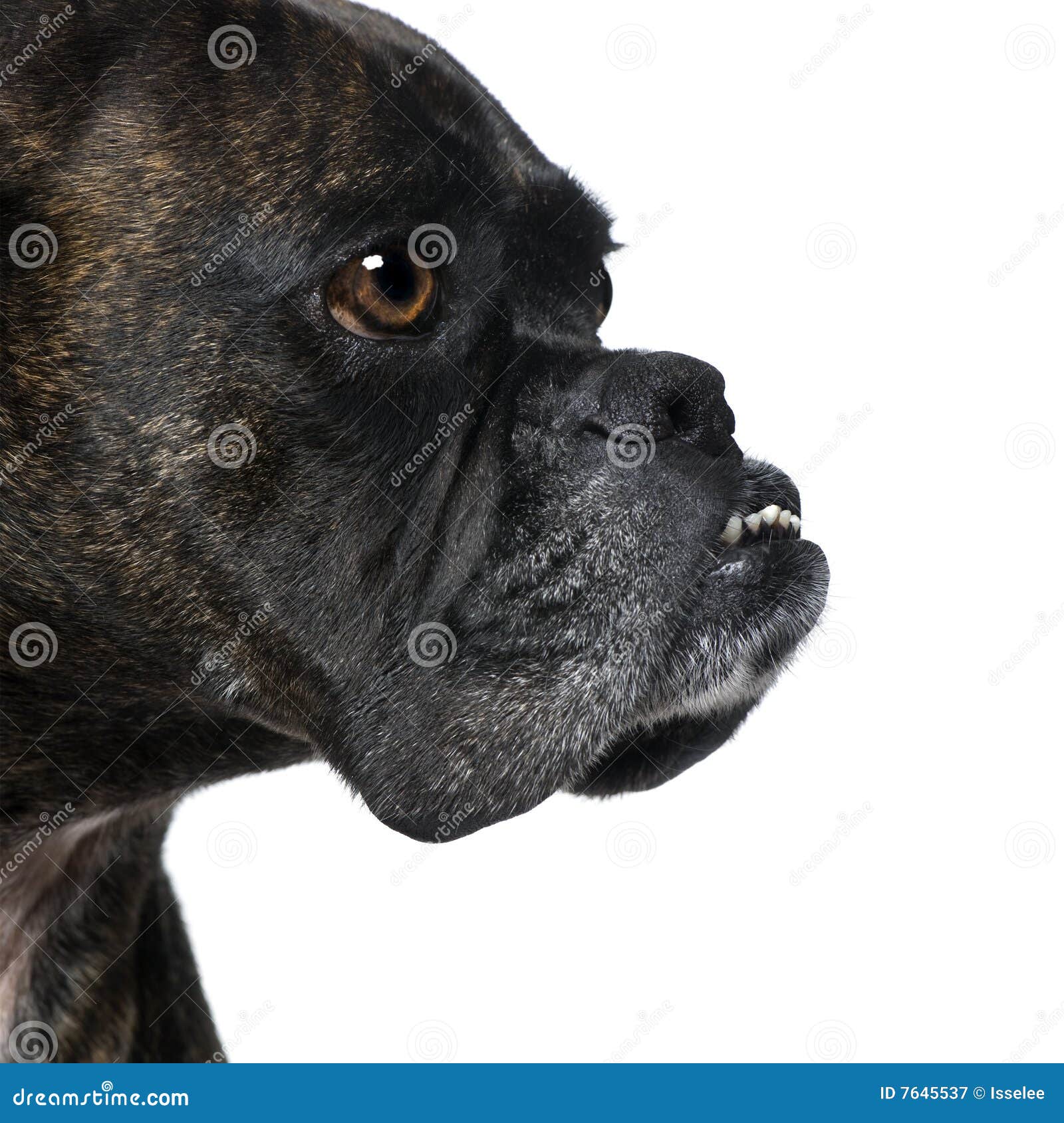 Close-up on a Boxer S Head (9 Years) Stock Image - Image of portrait ...