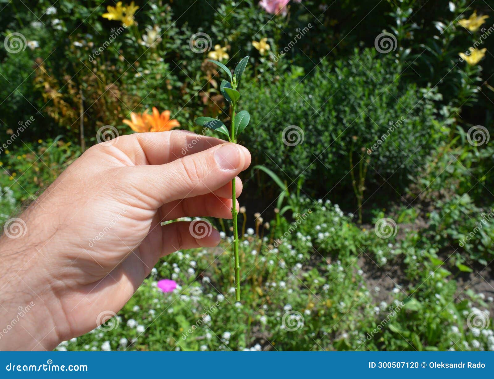 Close Up on Boxwood Propagation with Stem Cuttings Stock Photo - Image ...