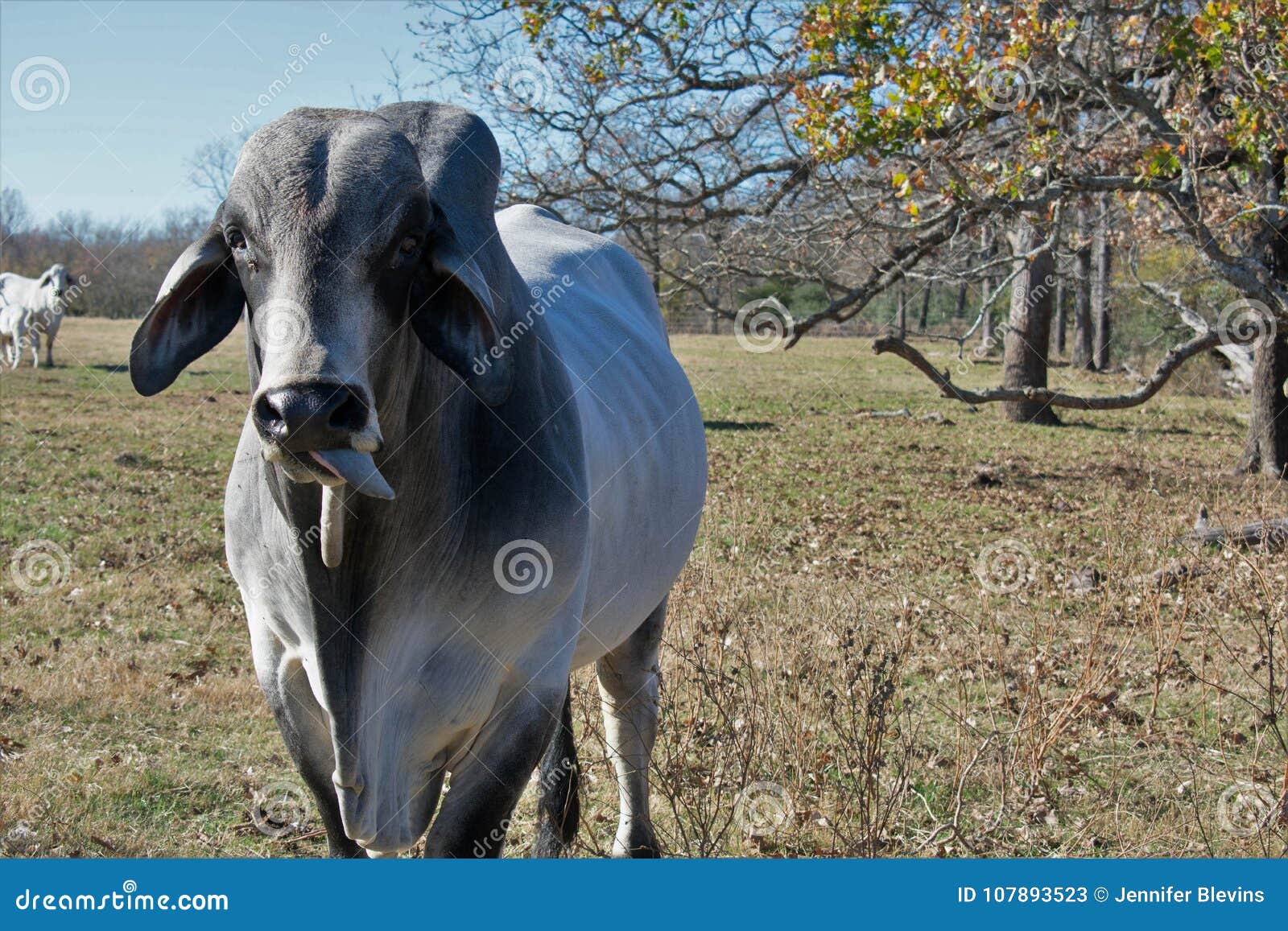 Brahma Bull Close Up stock image. Image of agriculture - 107893523