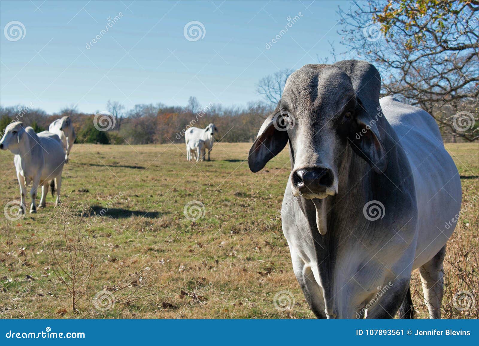 Brahma Bull Close Up stock image. Image of elegant, countryside - 107893561