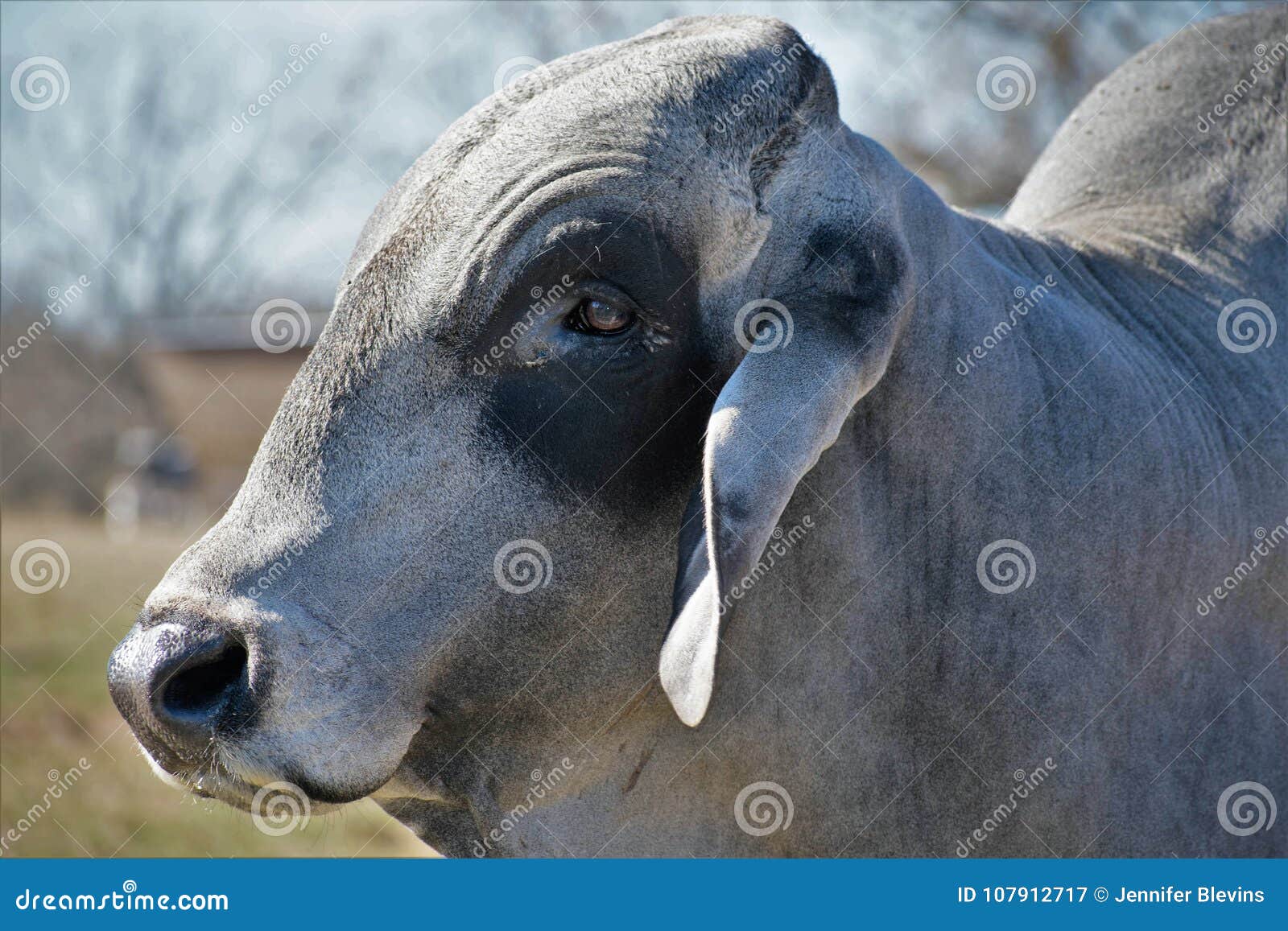 Brahma Bull Close Up stock image. Image of animals, elegant - 107912717