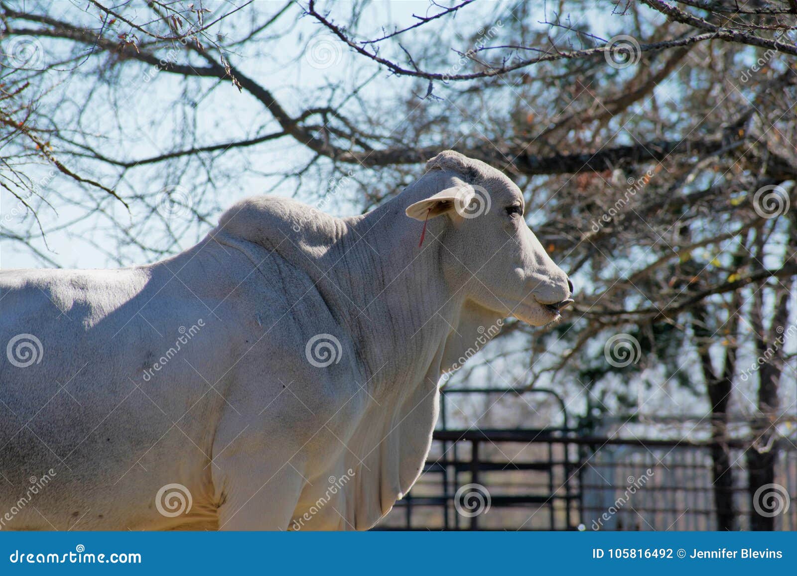 Brahma Cow Close up stock photo. Image of flora, bright - 105816492
