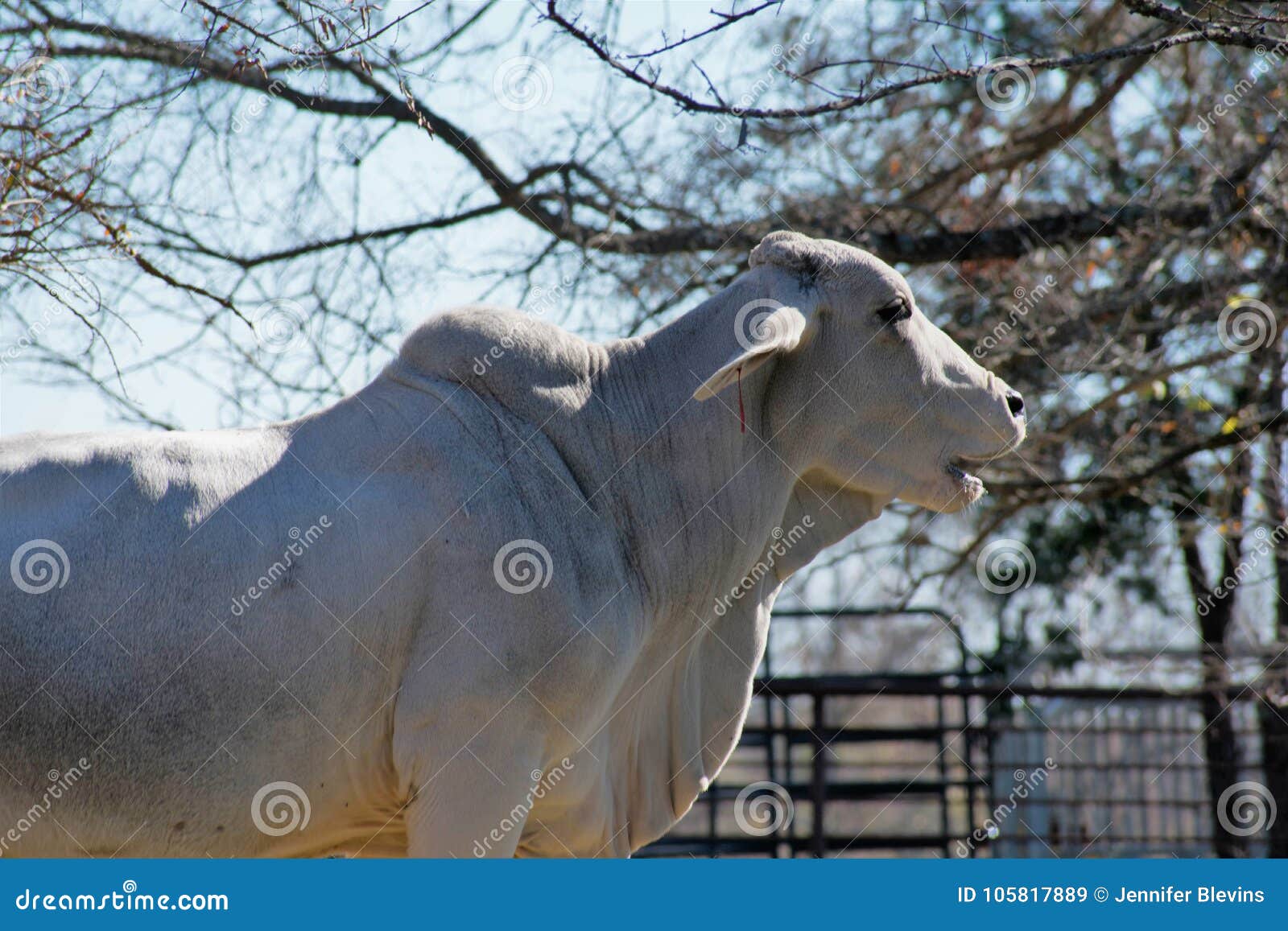 Brahma Cow Close up stock image. Image of beautiful - 105817889