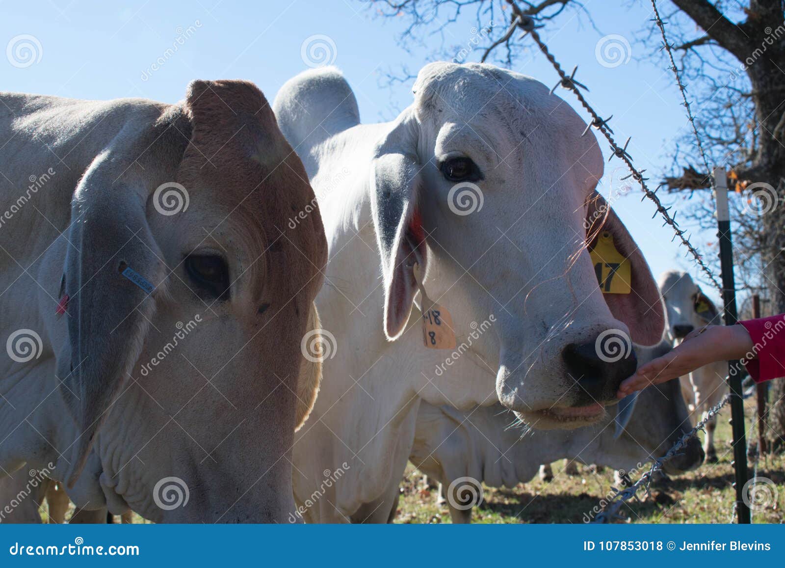 Brahma Cow Close up editorial stock photo. Image of animal - 107853018