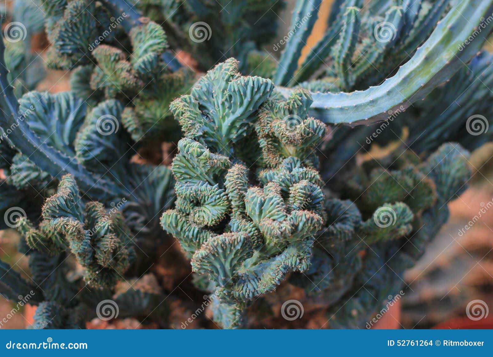Close Up of Brain Cactus Growth Stock Photo - Image of botanical, plant ...