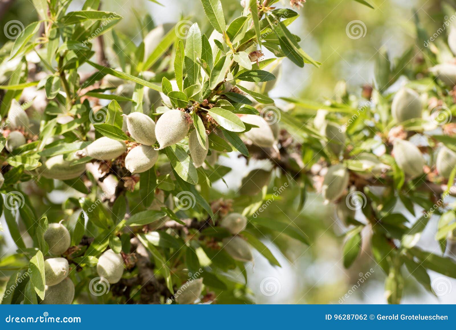 Close-up of a Branch of an Almond Tree with Green Almonds. Close-up ...