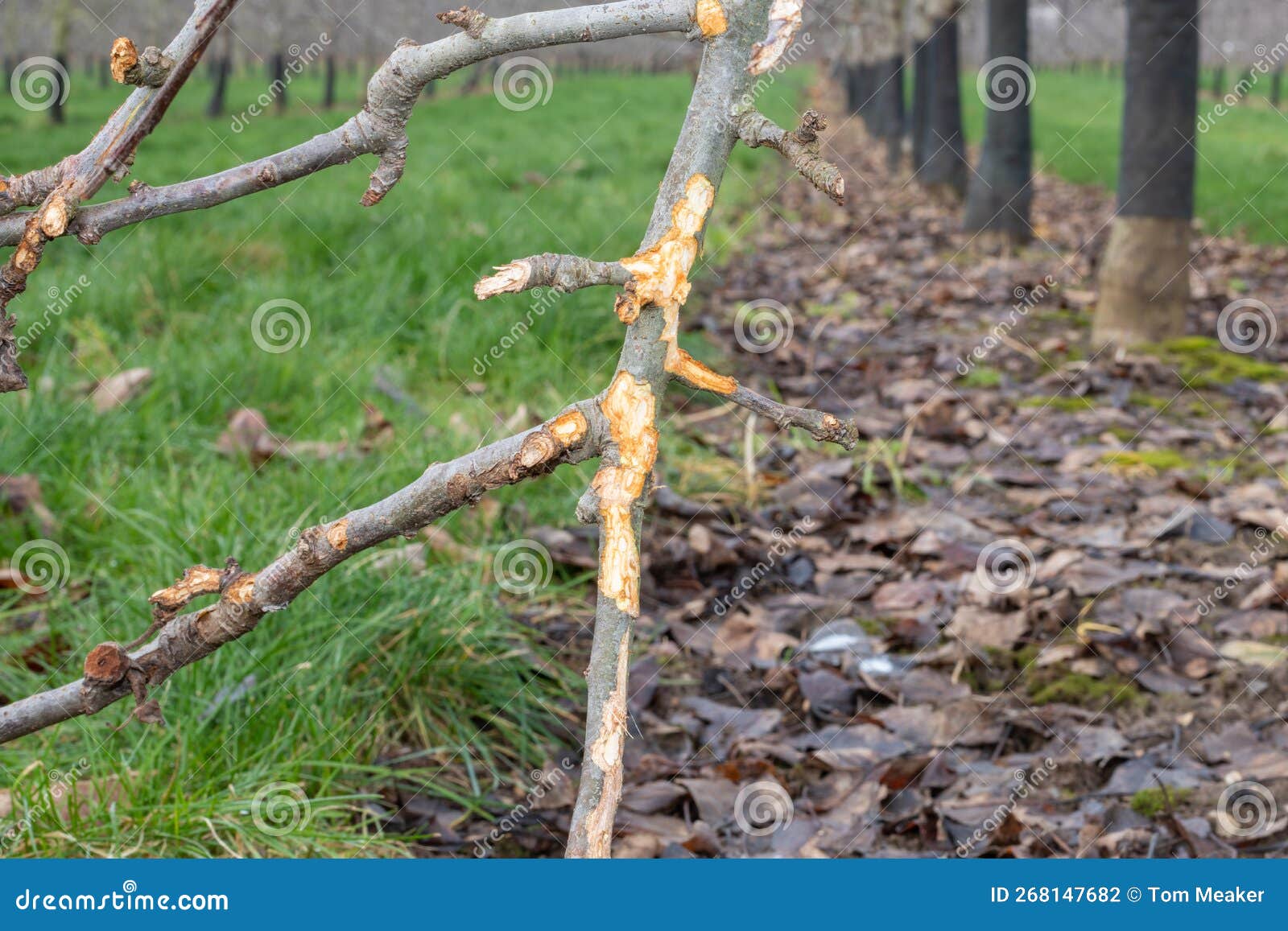 Rabbit damage stock photo. Image of closeup, branch - 268147682