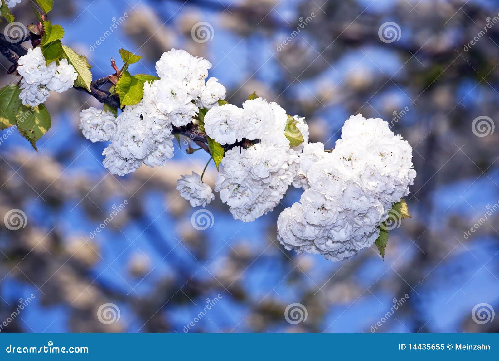 Close-up Branch of Bloom in Spring Stock Image - Image of blossom ...