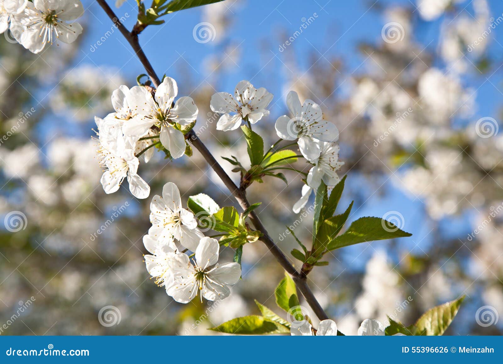 Close-up Branch of Bloom in Spring Stock Photo - Image of beautiful ...