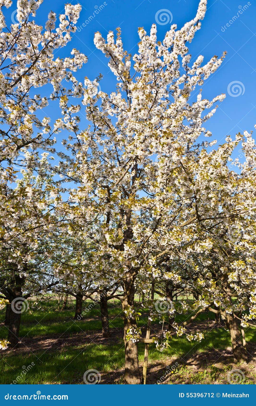 Close-up Branch of Bloom in Spring Stock Photo - Image of beautiful ...