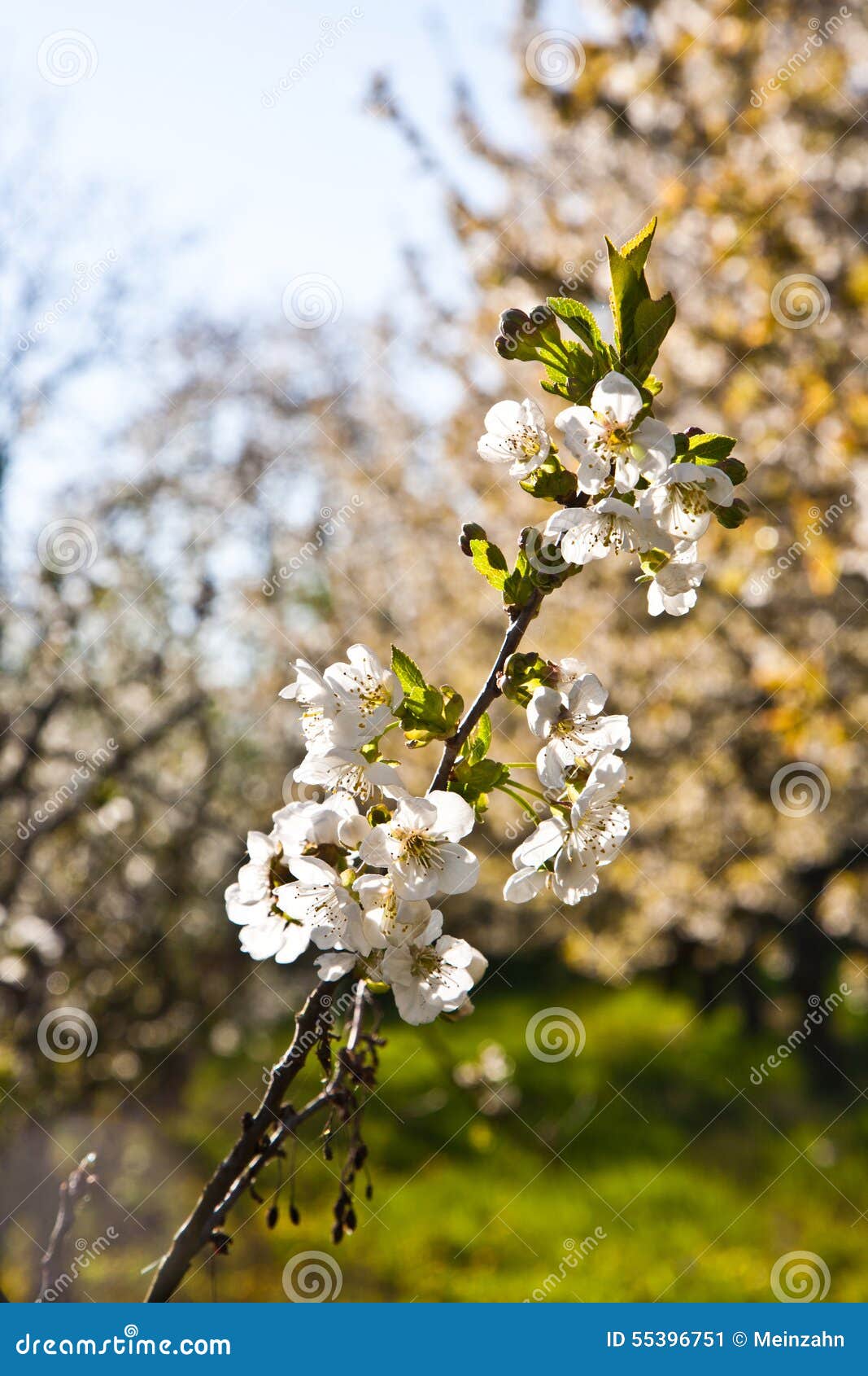 Close-up Branch of Bloom in Spring Stock Image - Image of apple, grow ...