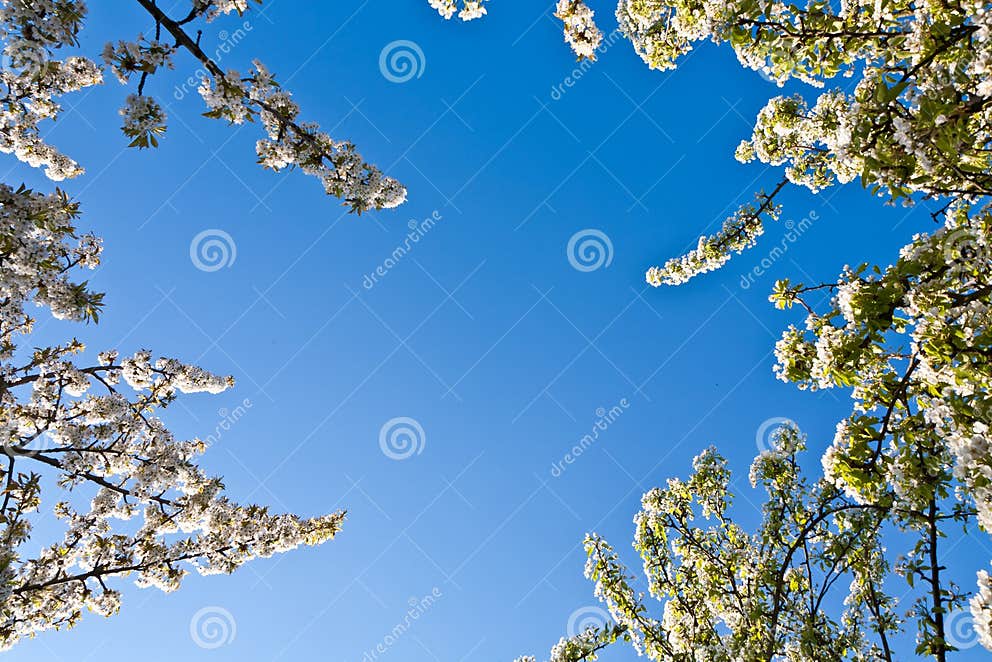 Close-up Branch of Bloom in Spring Stock Image - Image of gently, bloom ...