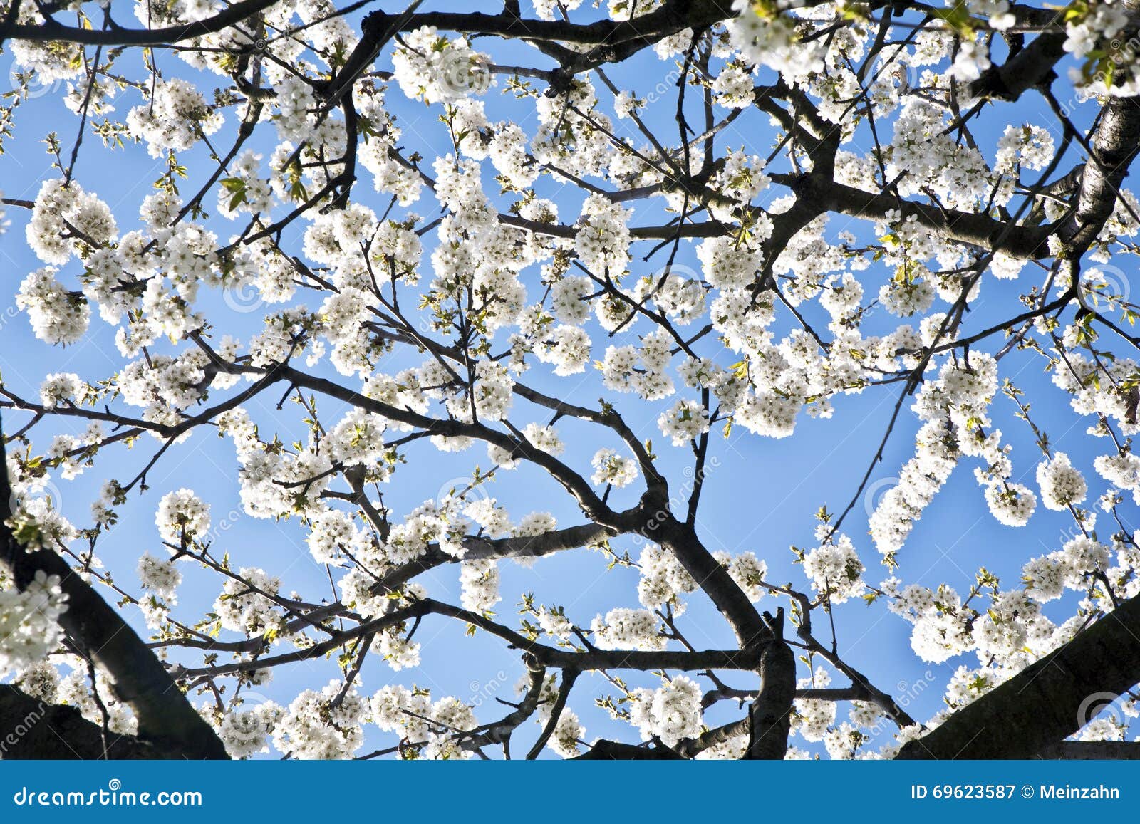 Close-up Branch of Bloom in Spring Stock Image - Image of awakening ...