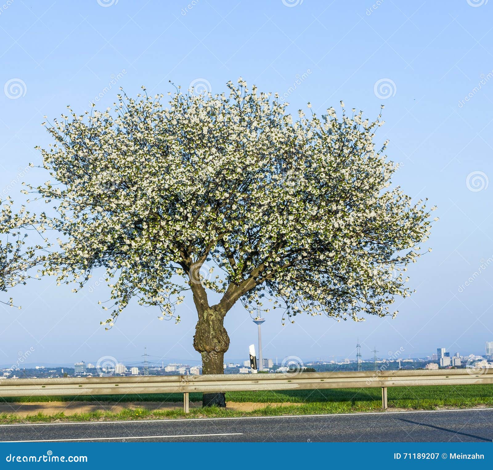 Close-up Branch of Bloom in Spring Stock Image - Image of bloom, beauty ...