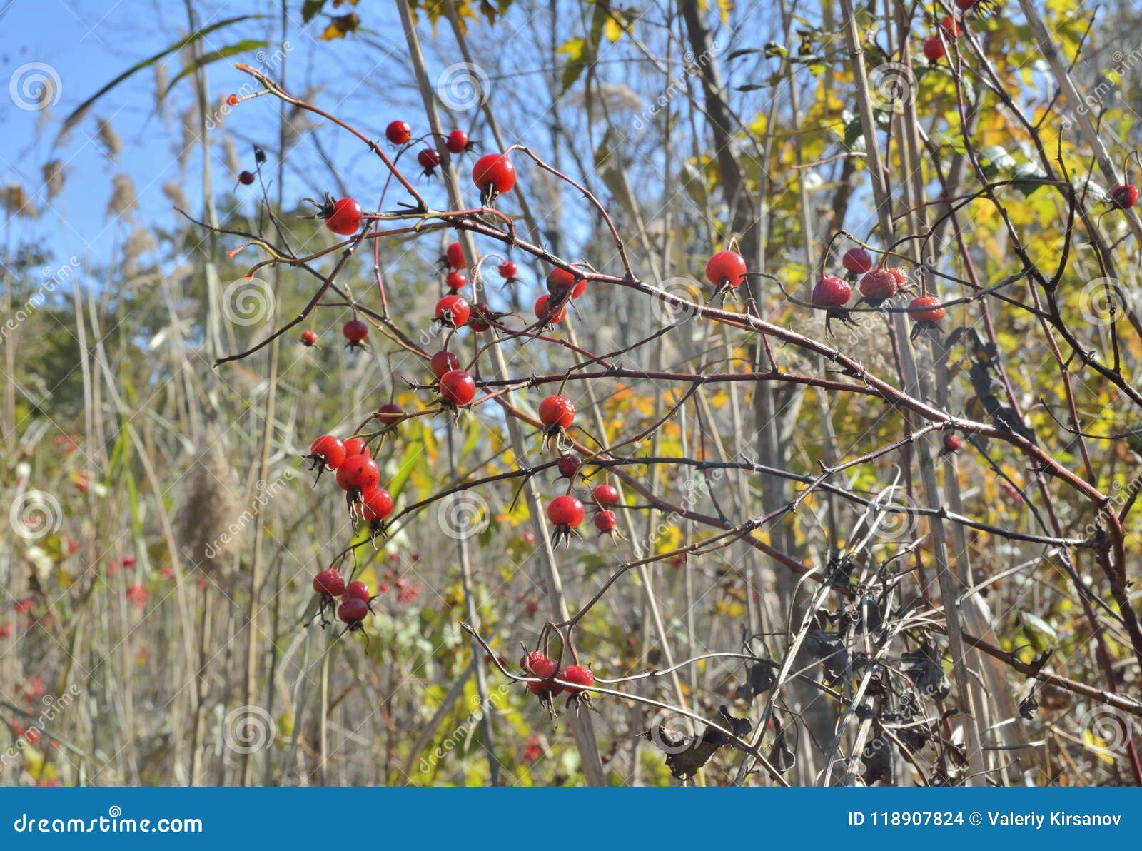 Brier 6 stock photo. Image of brier, close, helpful - 118907824