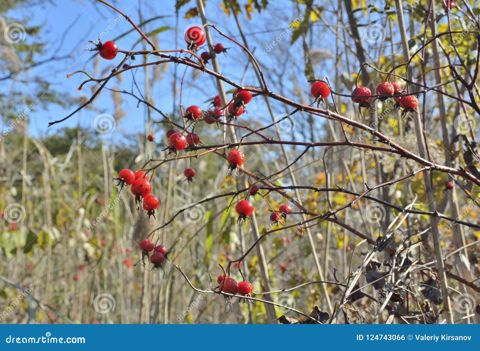 Brier 5 stock photo. Image of herbal, outdoor, helpful - 124743066