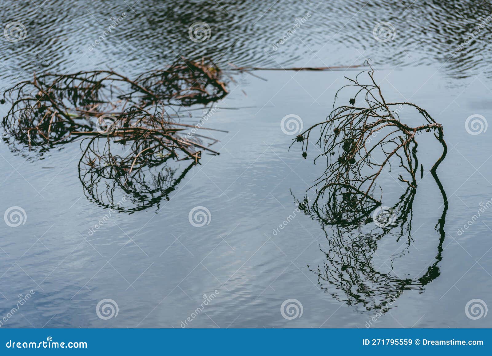 Close-Up of Branch Floating on Lake. Reflexion Stock Image - Image of ...